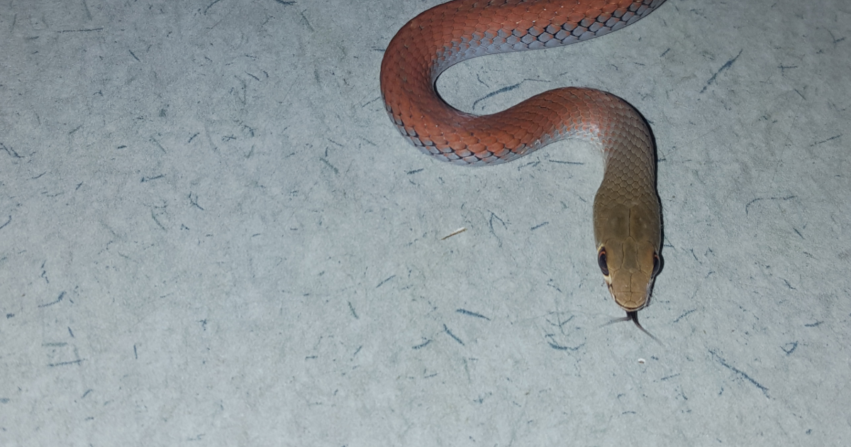 Sunshine Coast Snake Catcher